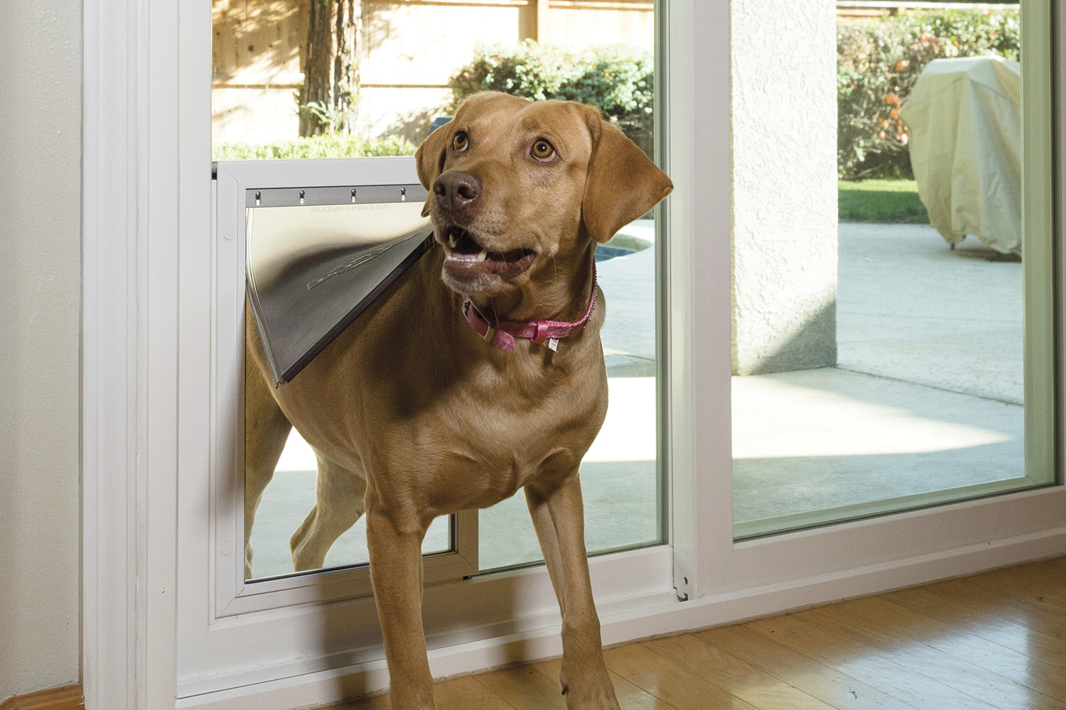 The Benefits of Having an In-Glass Pet Door | Anlin Windows & Doors